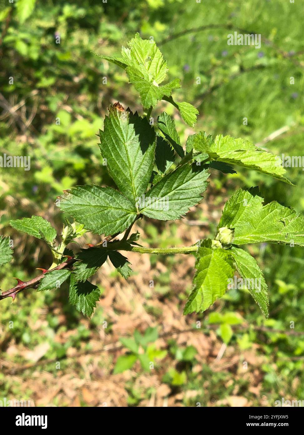 black raspberry (Rubus occidentalis Stock Photo - Alamy