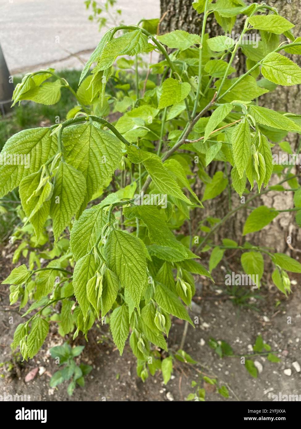 common hackberry (Celtis occidentalis Stock Photo - Alamy