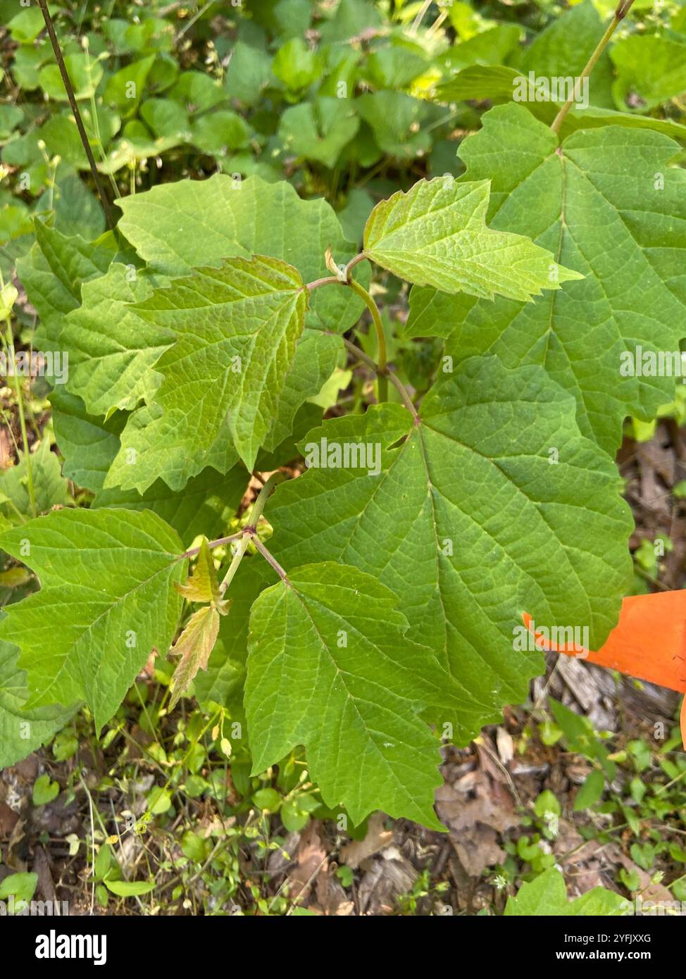 mapleleaf viburnum (Viburnum acerifolium Stock Photo - Alamy