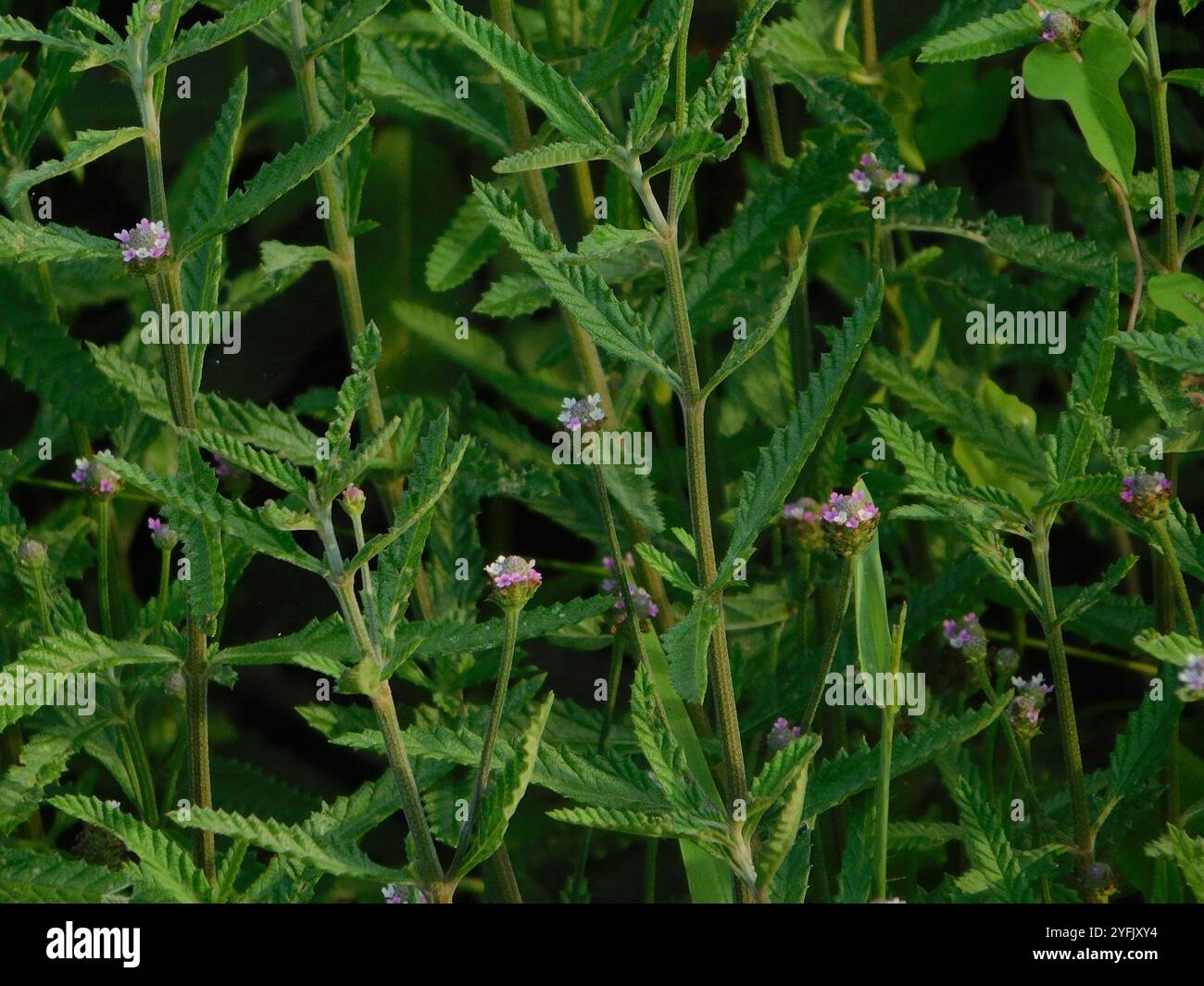 southern fogfruit (Lippia stoechadifolia Stock Photo - Alamy