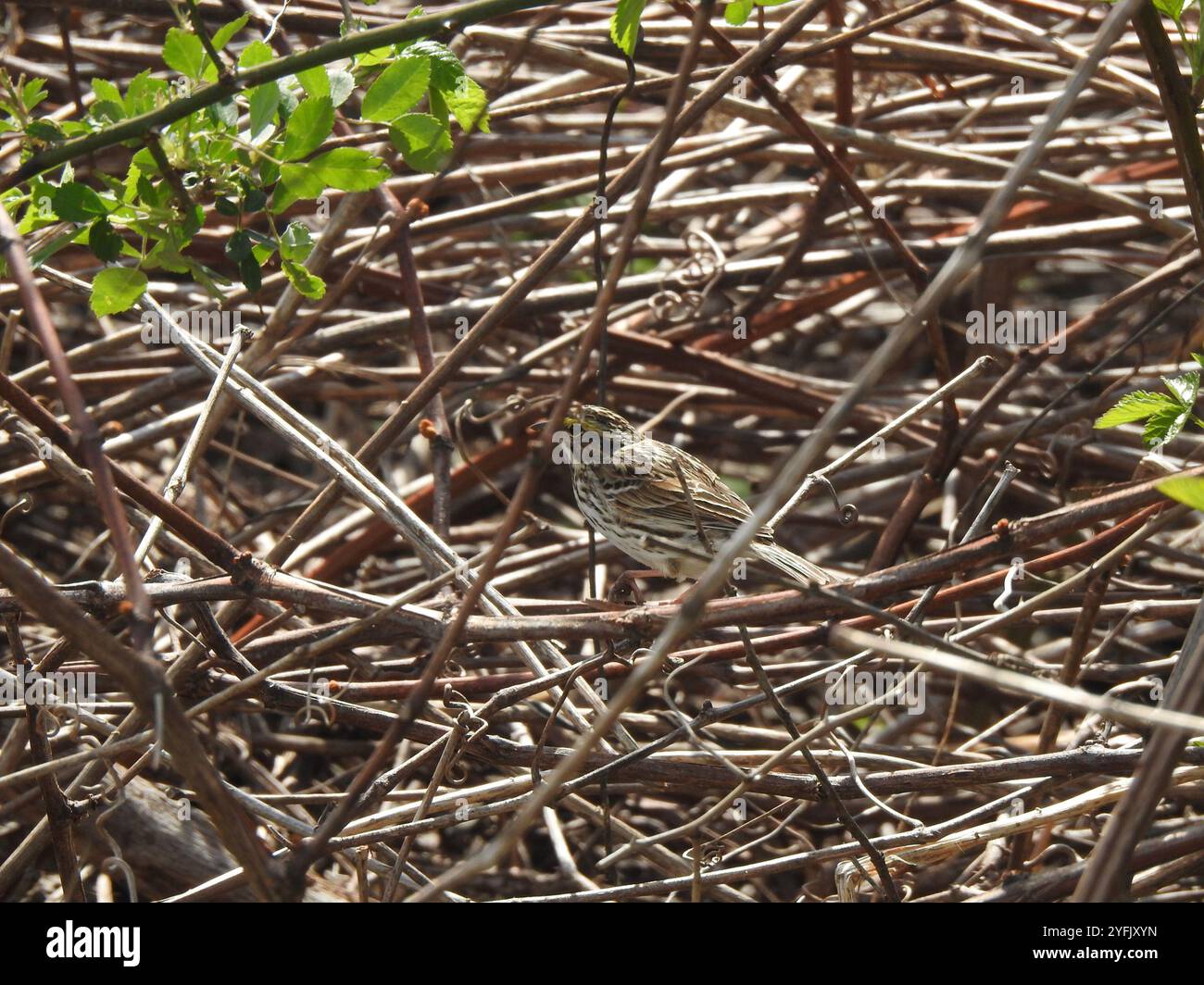 Savannah Sparrow (Passerculus sandwichensis Stock Photo - Alamy