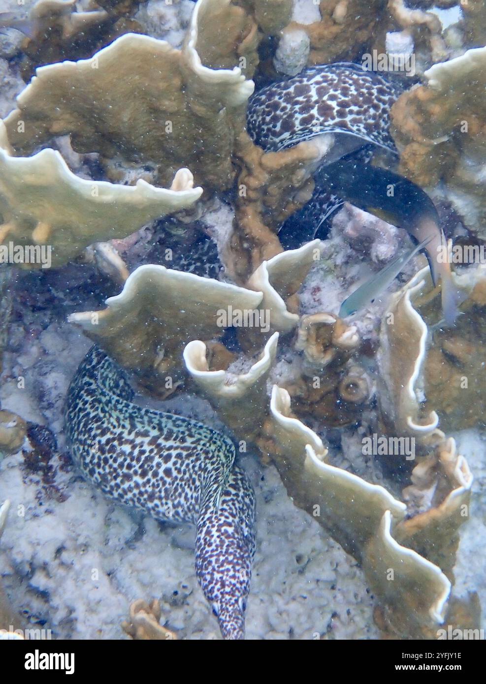 Spotted Moray (Gymnothorax moringa Stock Photo - Alamy