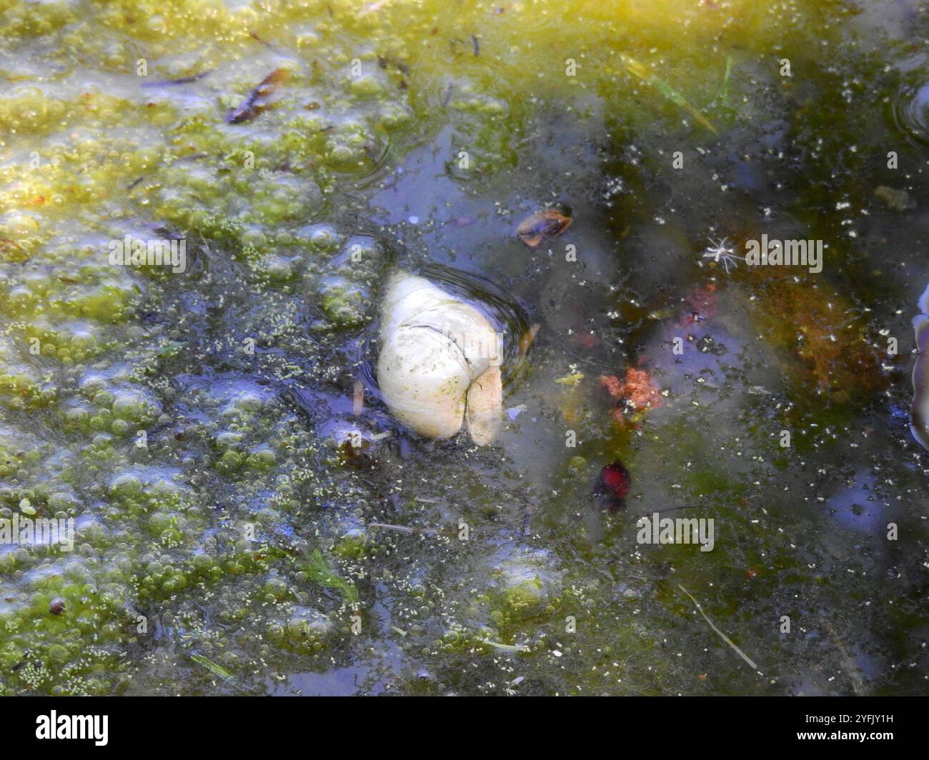 Chinese Mystery Snail (Cipangopaludina chinensis Stock Photo - Alamy