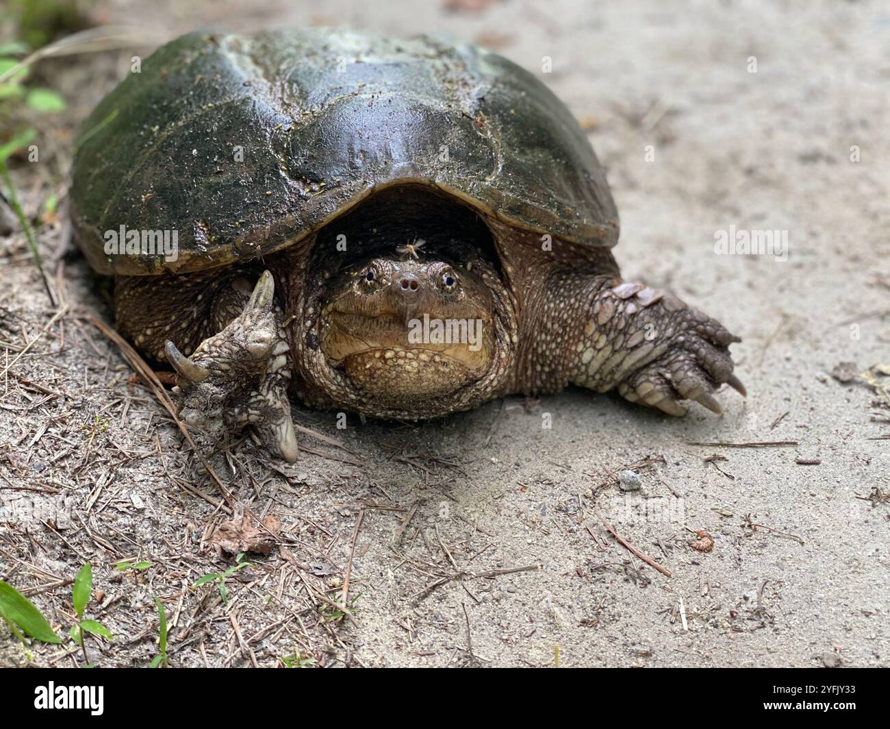 Common Snapping Turtle (Chelydra serpentina Stock Photo - Alamy