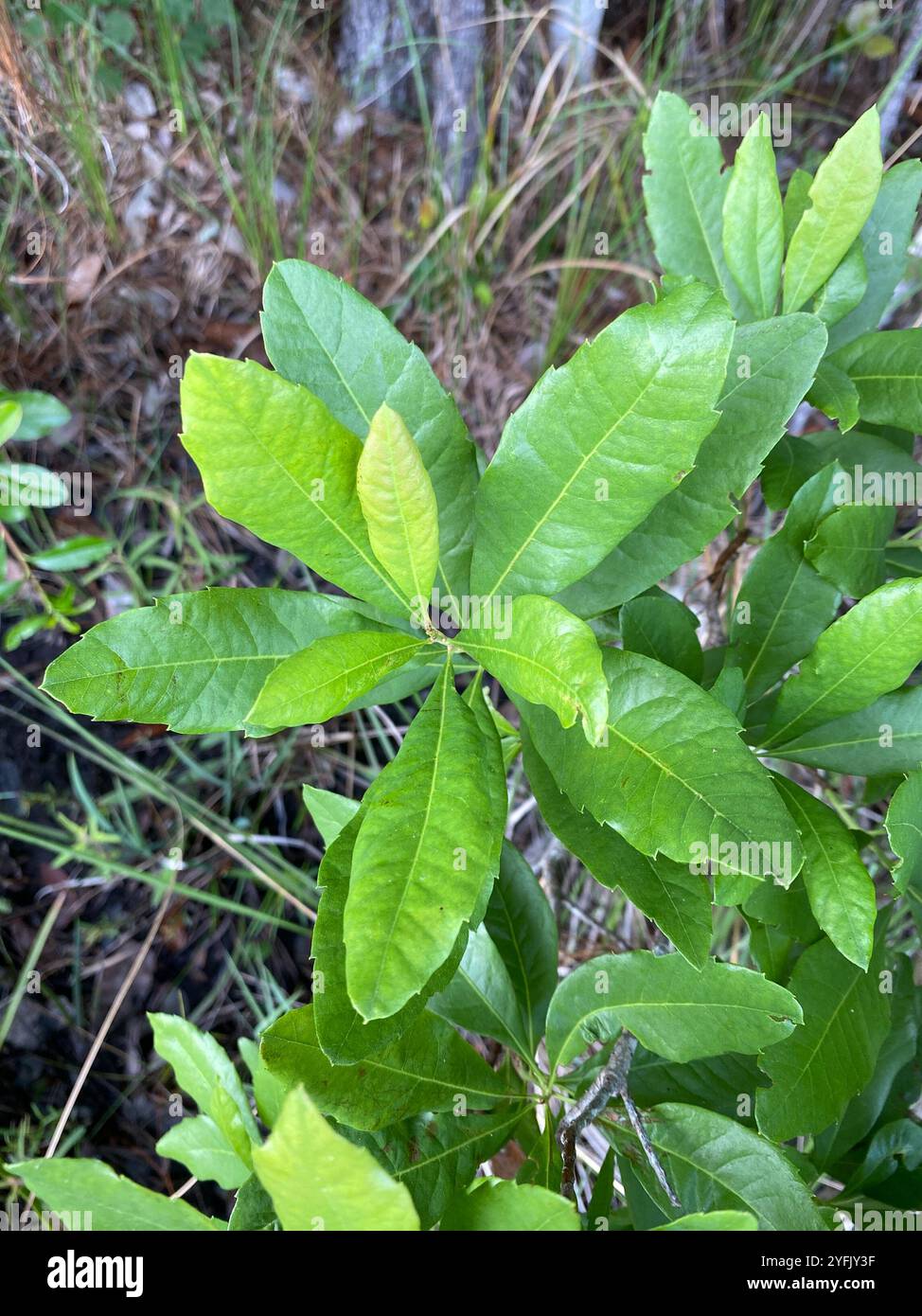 southern bayberry (Morella caroliniensis Stock Photo - Alamy