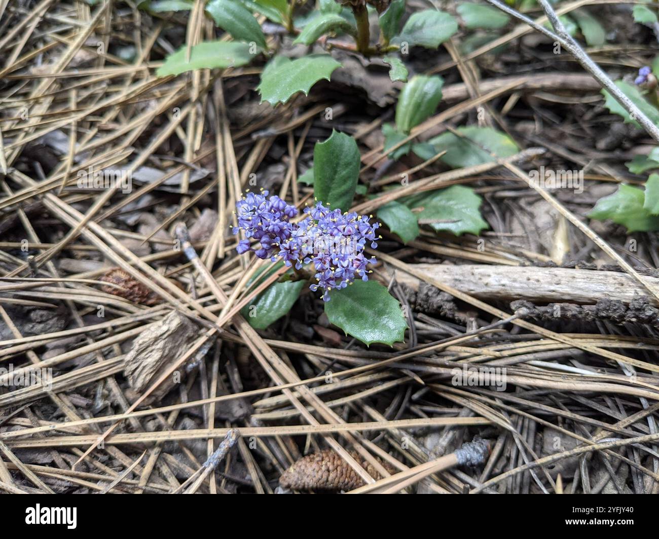 Mahala mat (Ceanothus prostratus Stock Photo - Alamy