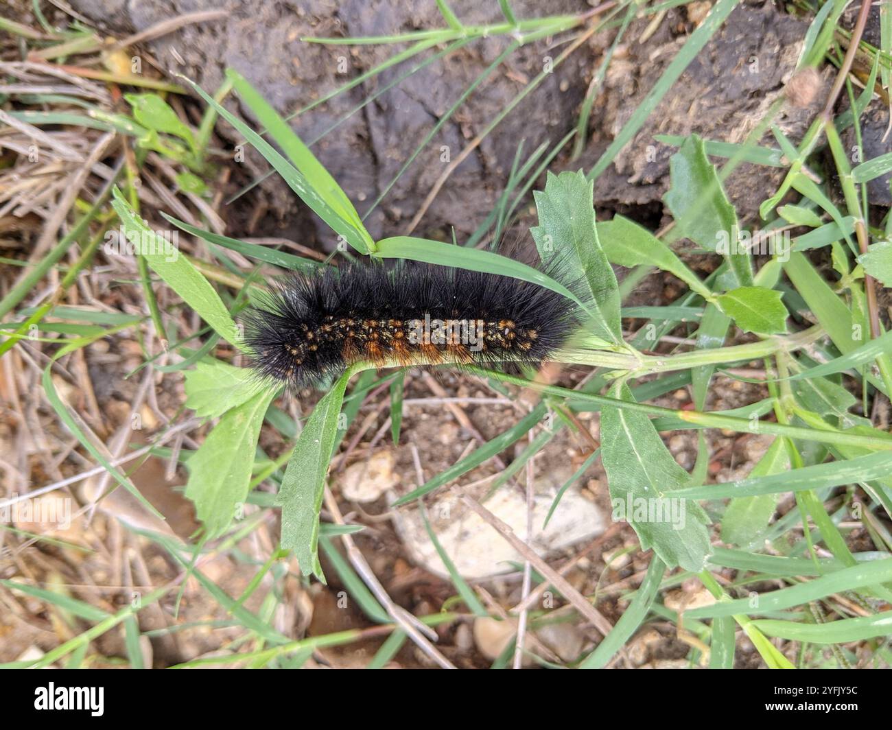 Salt Marsh Moth (Estigmene acrea Stock Photo - Alamy