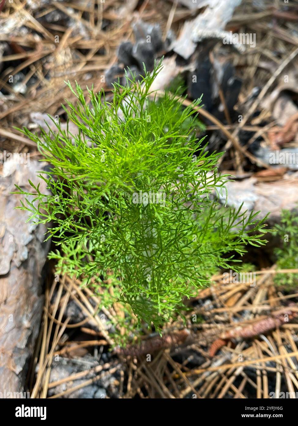 Coastal Dog Fennel (Eupatorium compositifolium Stock Photo - Alamy