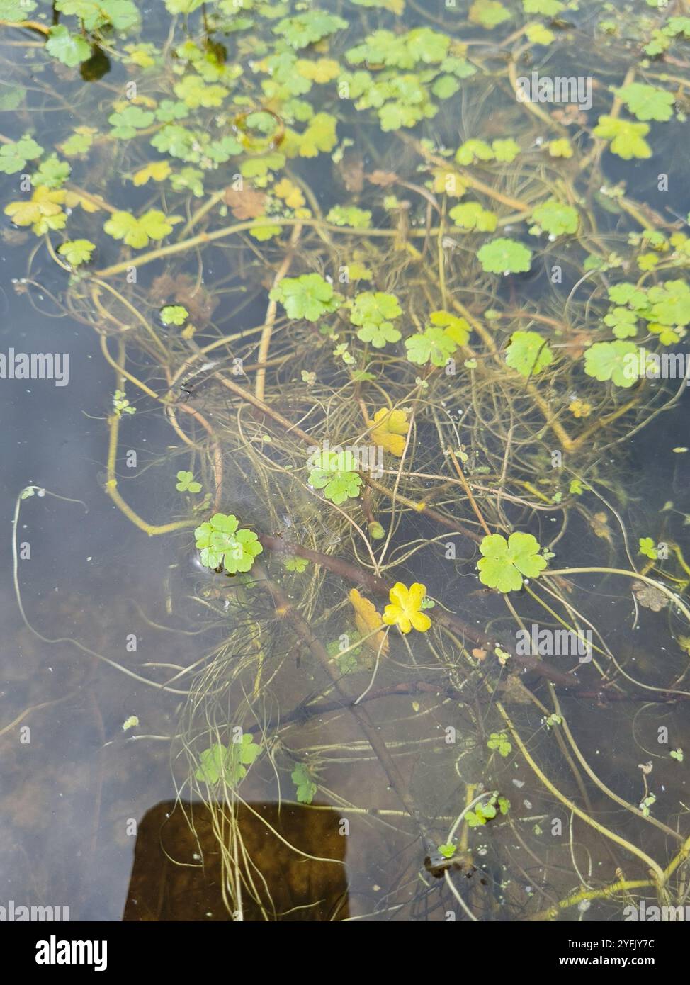 floating marsh pennywort (Hydrocotyle ranunculoides Stock Photo - Alamy