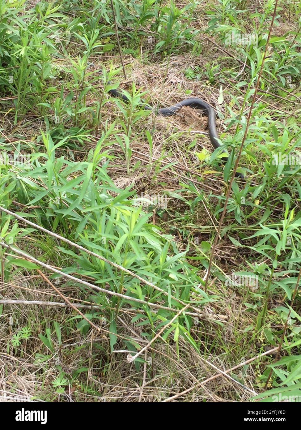Blue Racer (Coluber constrictor foxii Stock Photo - Alamy