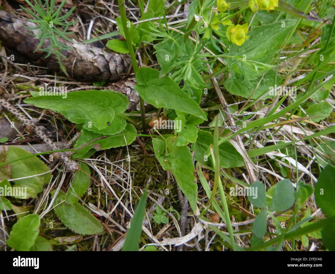Spiked rampion (Phyteuma spicatum Stock Photo - Alamy