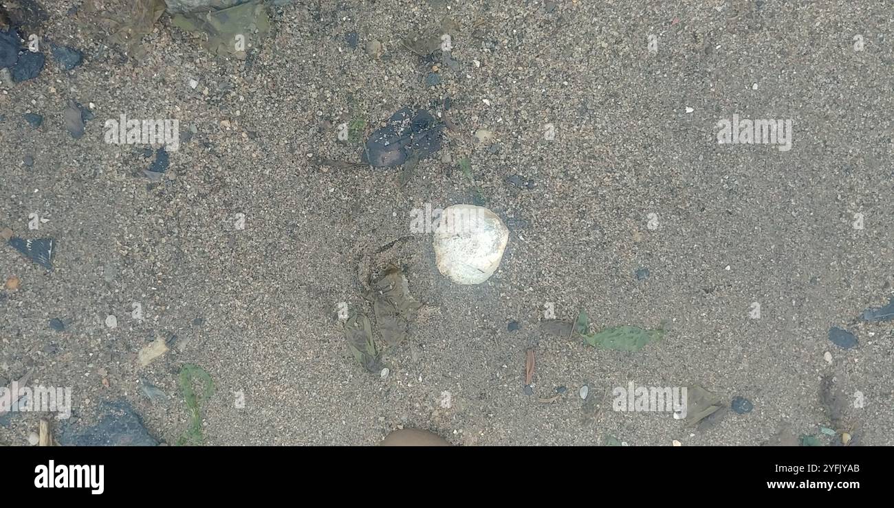 Jingle shells hi-res stock photography and images - Alamy