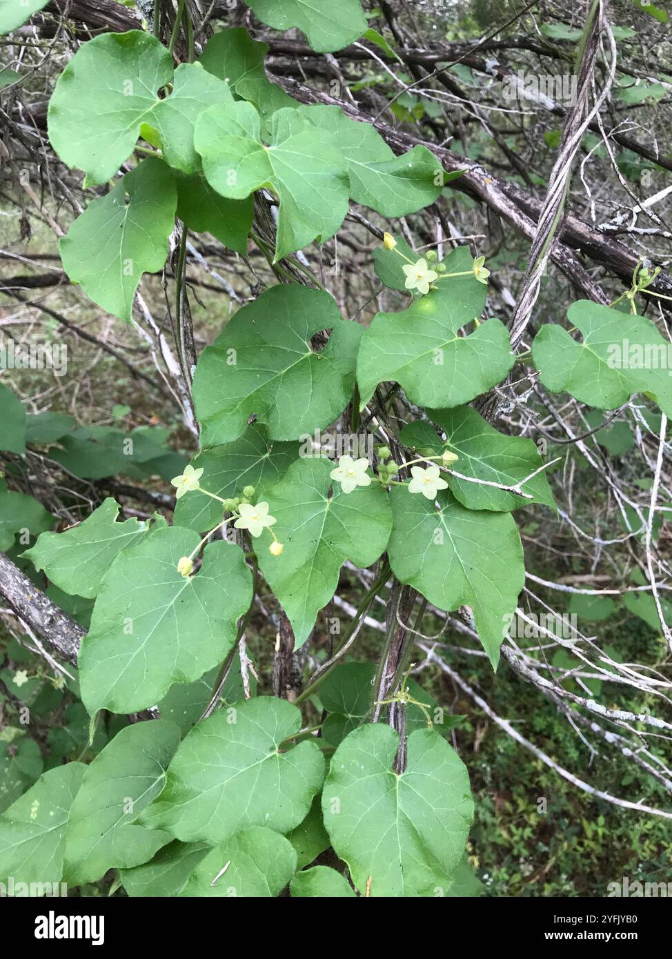 Pearl Milkweed (Matelea reticulata Stock Photo - Alamy
