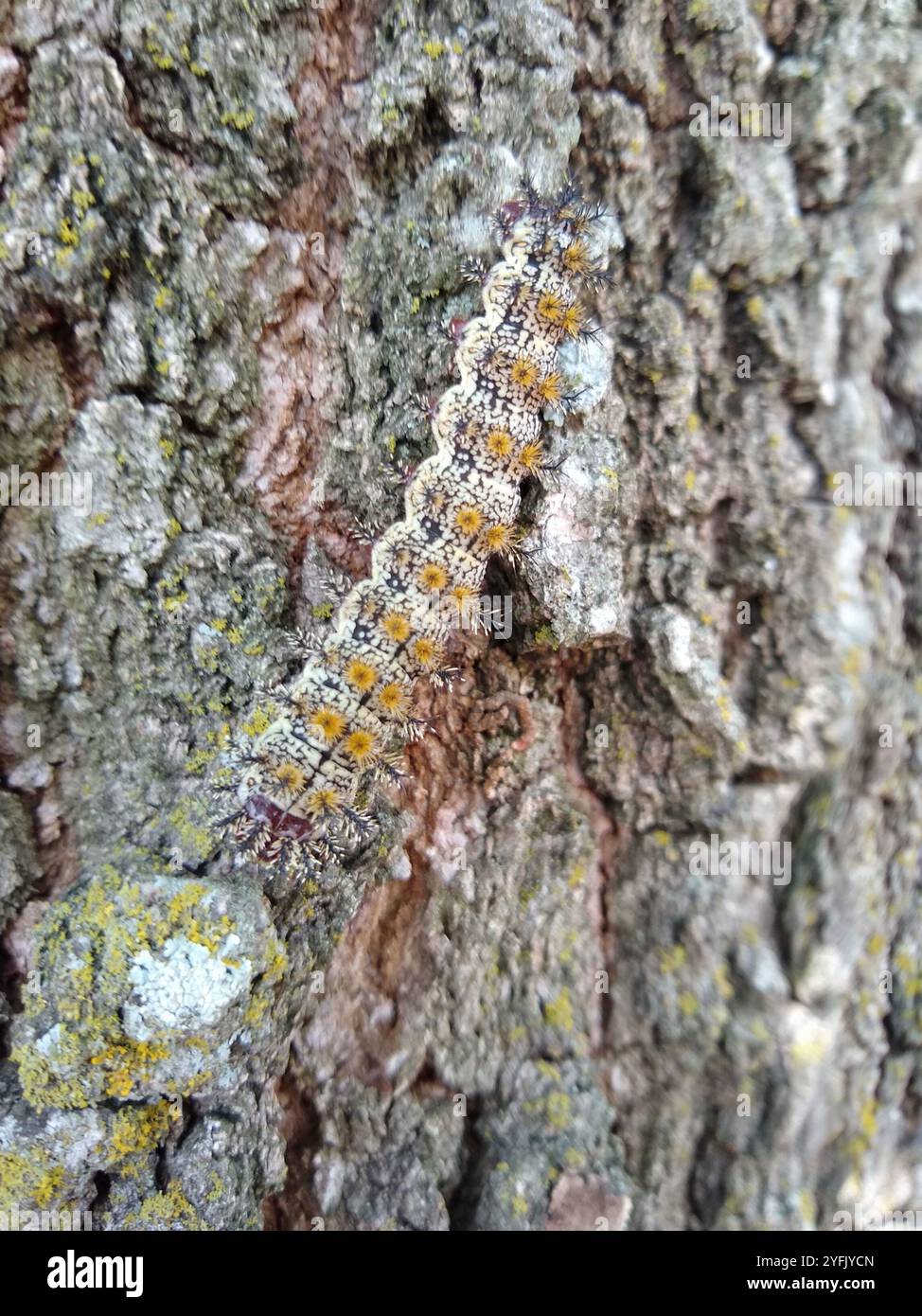 Texas Buck Moth (Hemileuca peigleri Stock Photo - Alamy