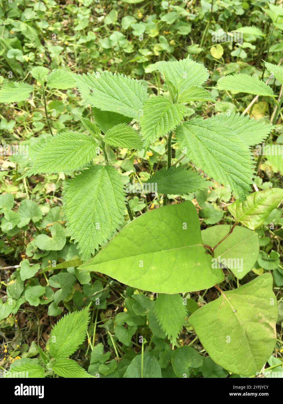 nettle family (Urticaceae Stock Photo - Alamy