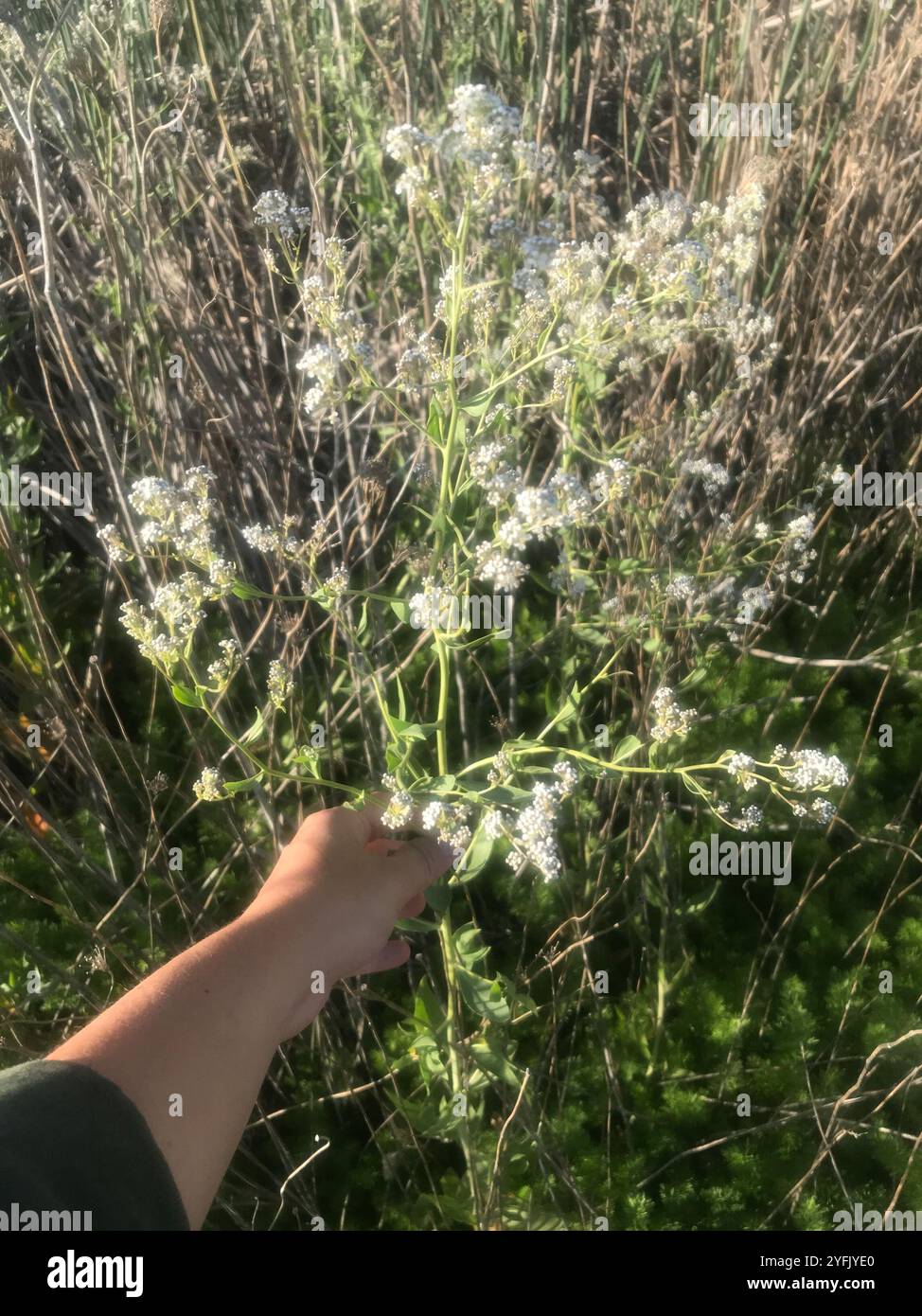 broadleaved pepperweed (Lepidium latifolium Stock Photo - Alamy