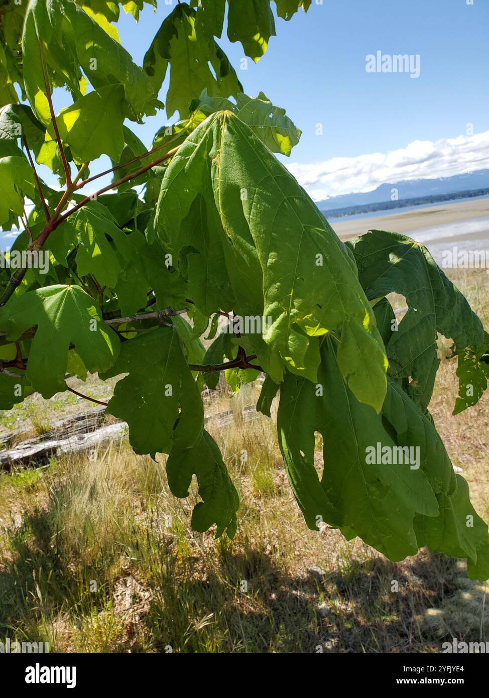 bigleaf maple (Acer macrophyllum Stock Photo - Alamy