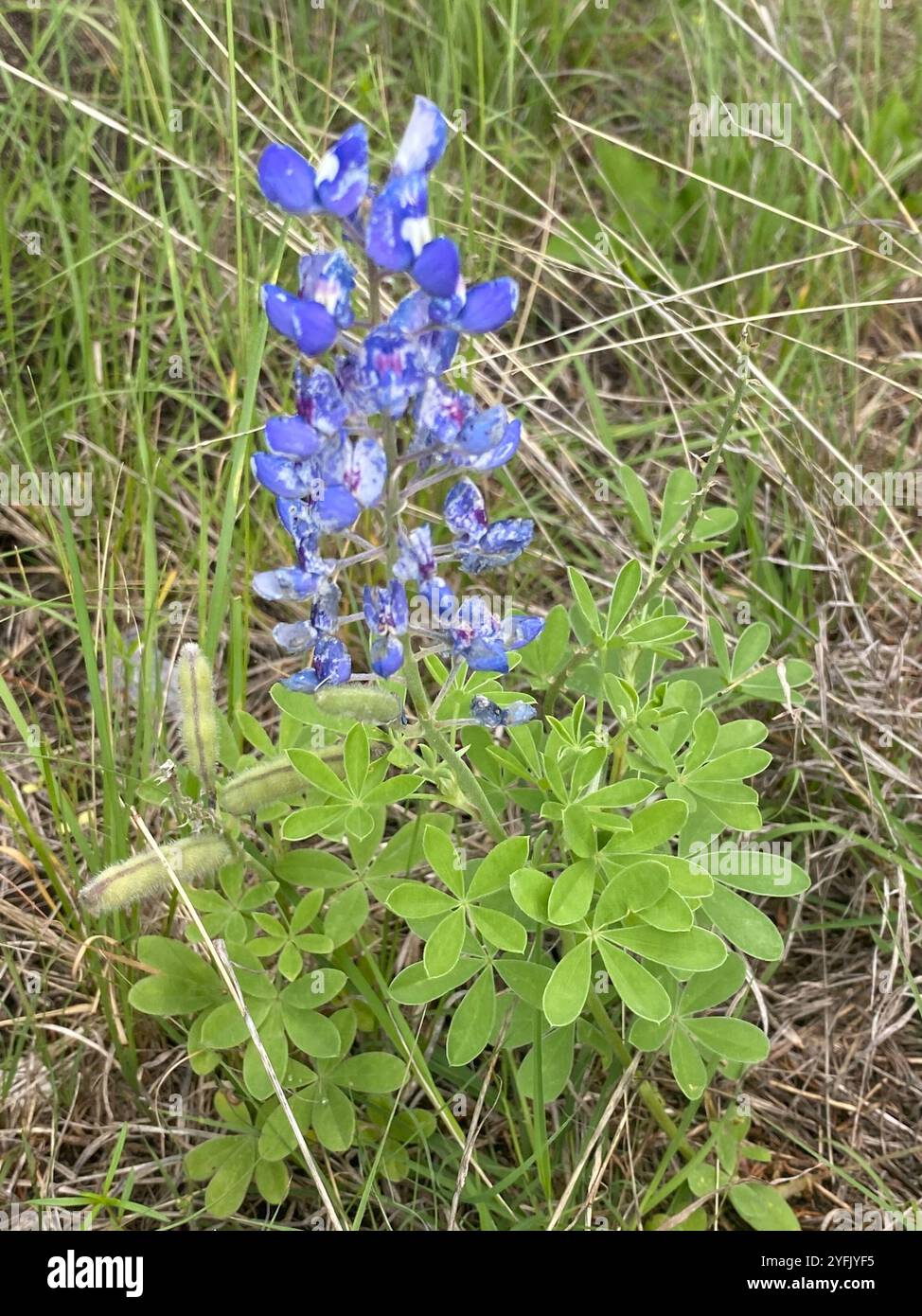Texas bluebonnet (Lupinus texensis Stock Photo - Alamy