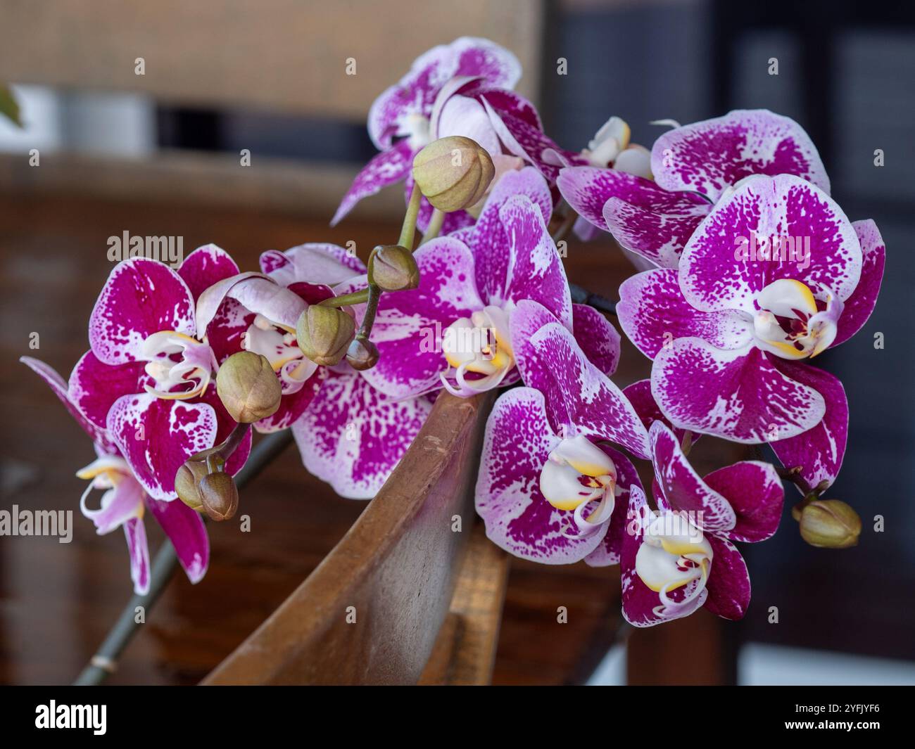 Moth Orchid flowers, stunningly beautiful bunch with purple spotted ...