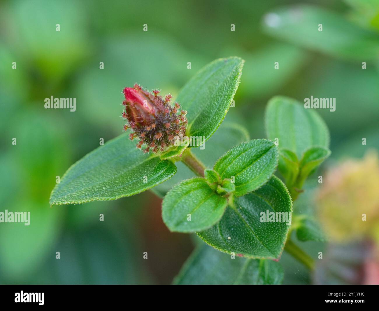 Melastoma malabathricum hi-res stock photography and images - Alamy