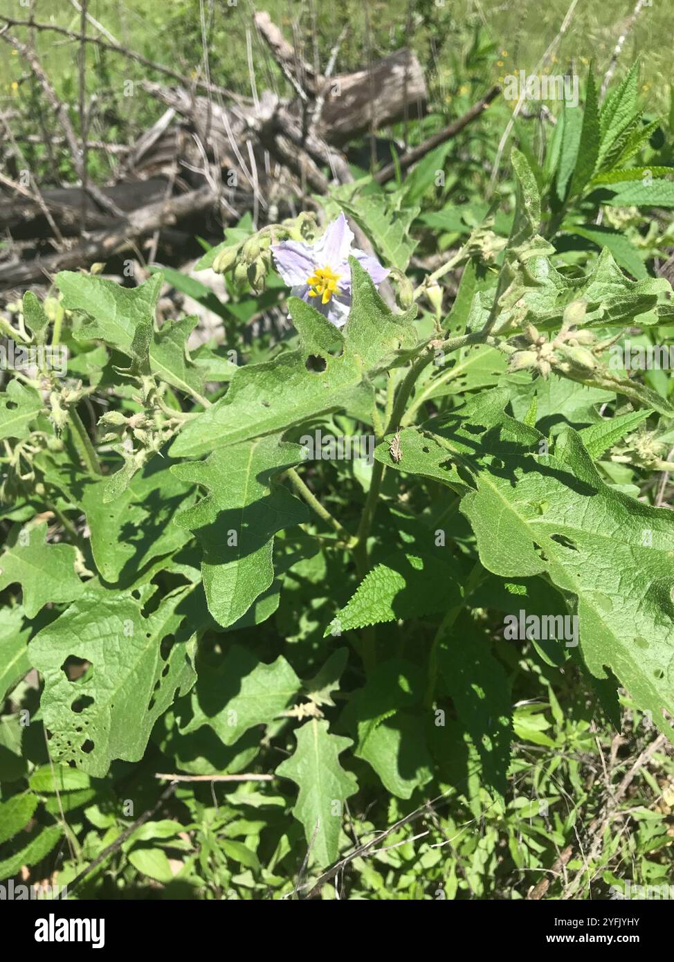 western horsenettle (Solanum dimidiatum Stock Photo - Alamy