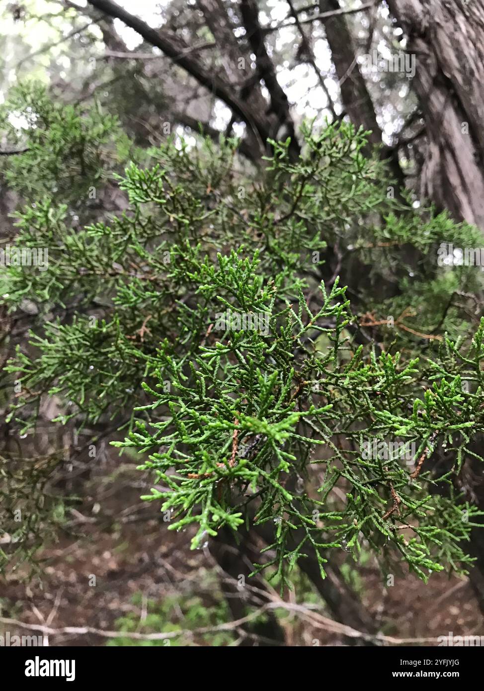 Ashe juniper (Juniperus ashei Stock Photo - Alamy