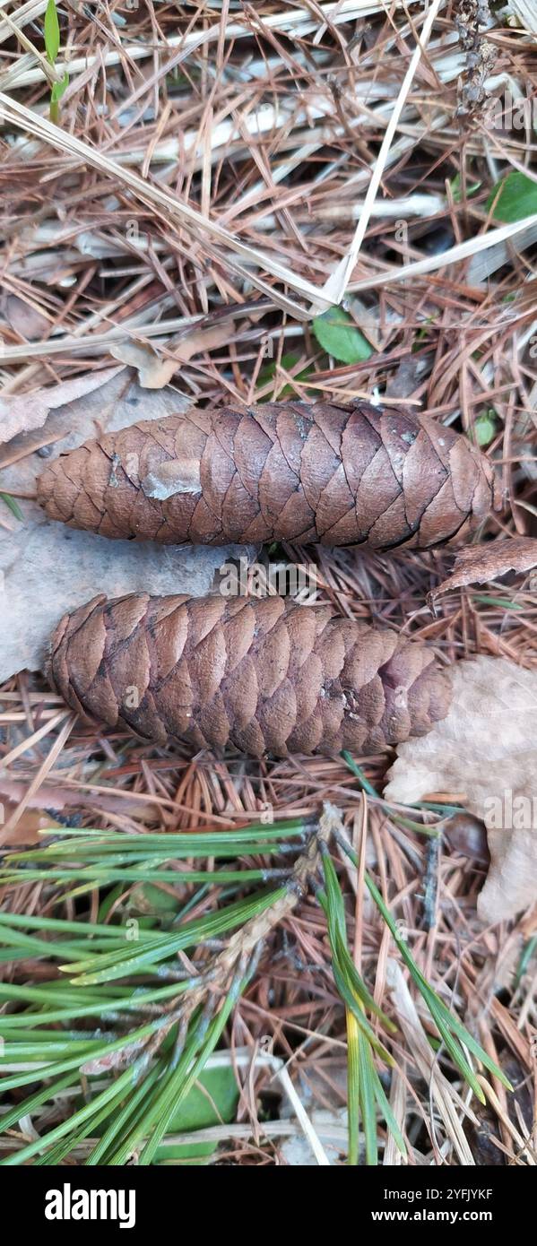 Siberian spruce (Picea obovata Stock Photo - Alamy