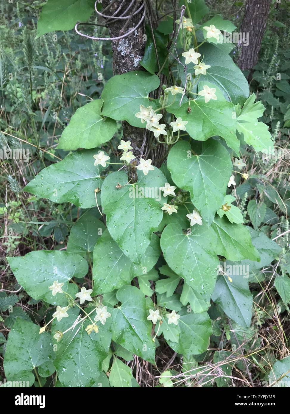Matelea reticulata hi-res stock photography and images - Alamy