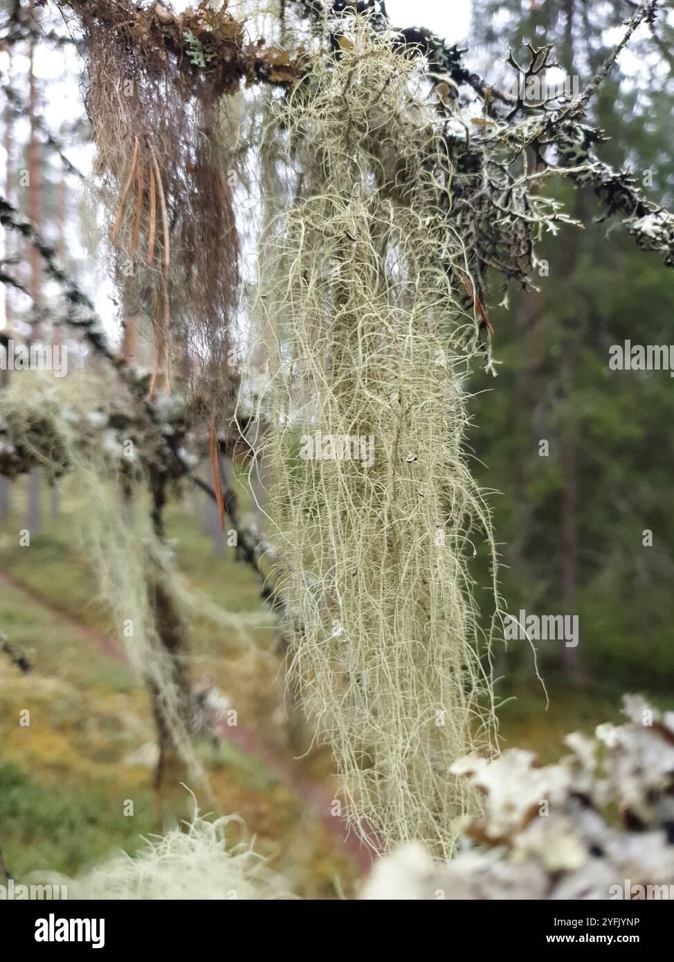 Fishbone beard hi-res stock photography and images - Alamy