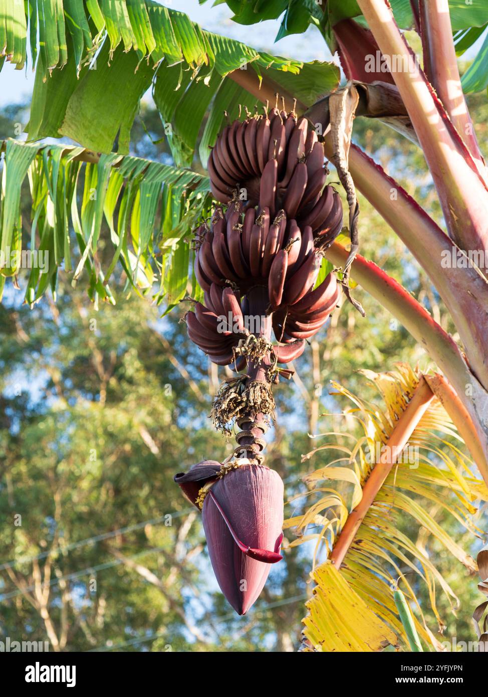 Reddish purple stems and leaves hi-res stock photography and images - Alamy