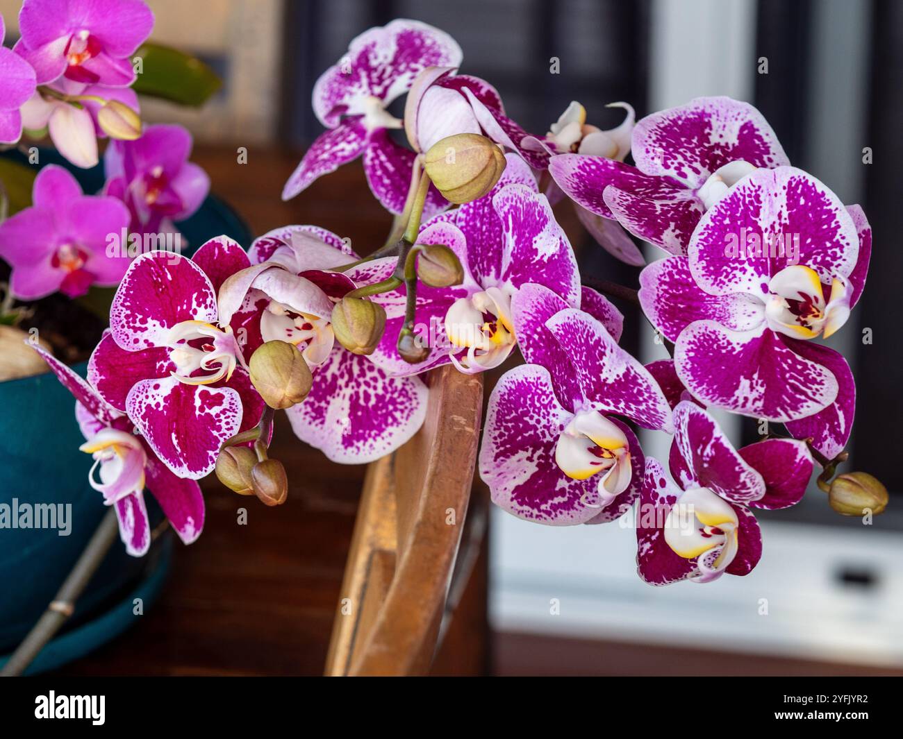 Moth Orchid flowers, stunningly beautiful bunch with purple spotted ...