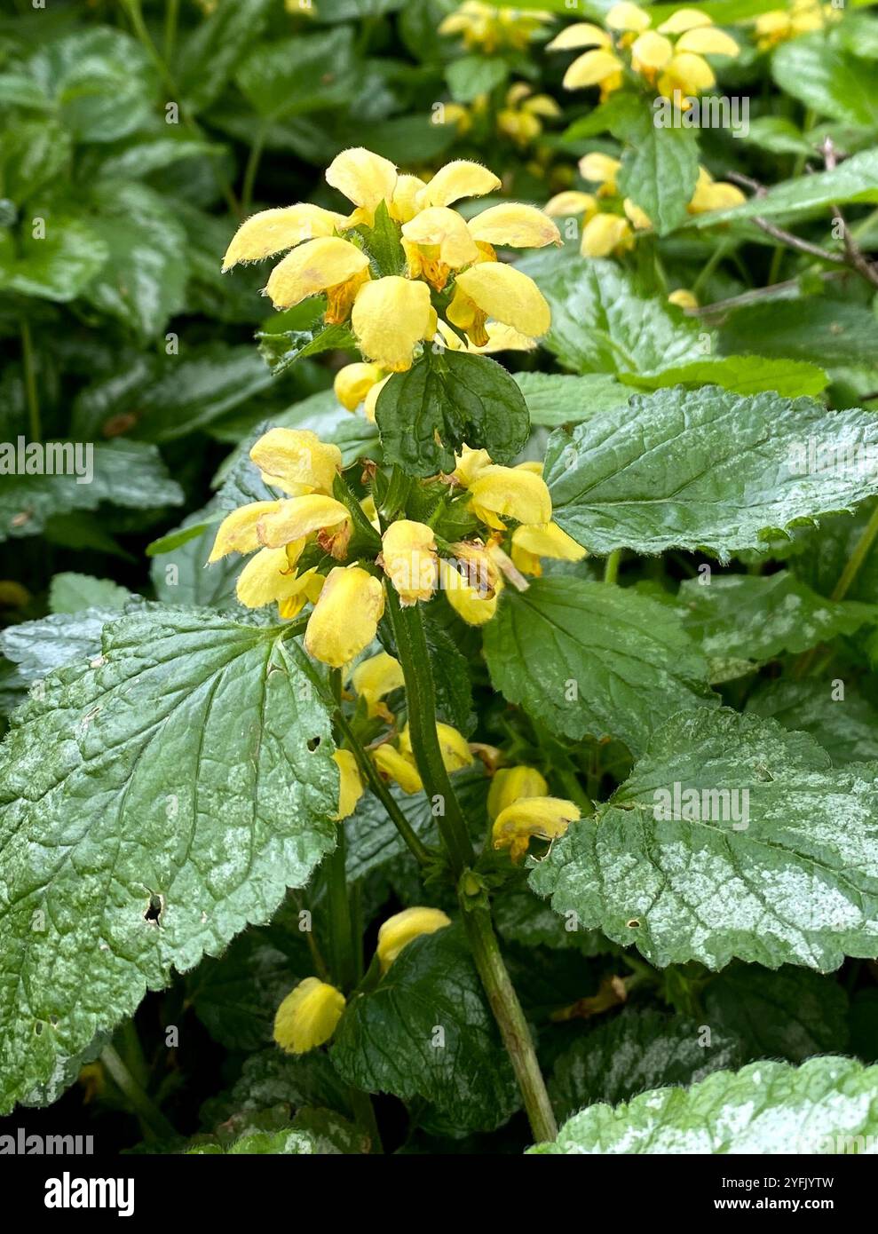 Variegated Yellow Archangel (Lamium galeobdolon argentatum Stock Photo ...