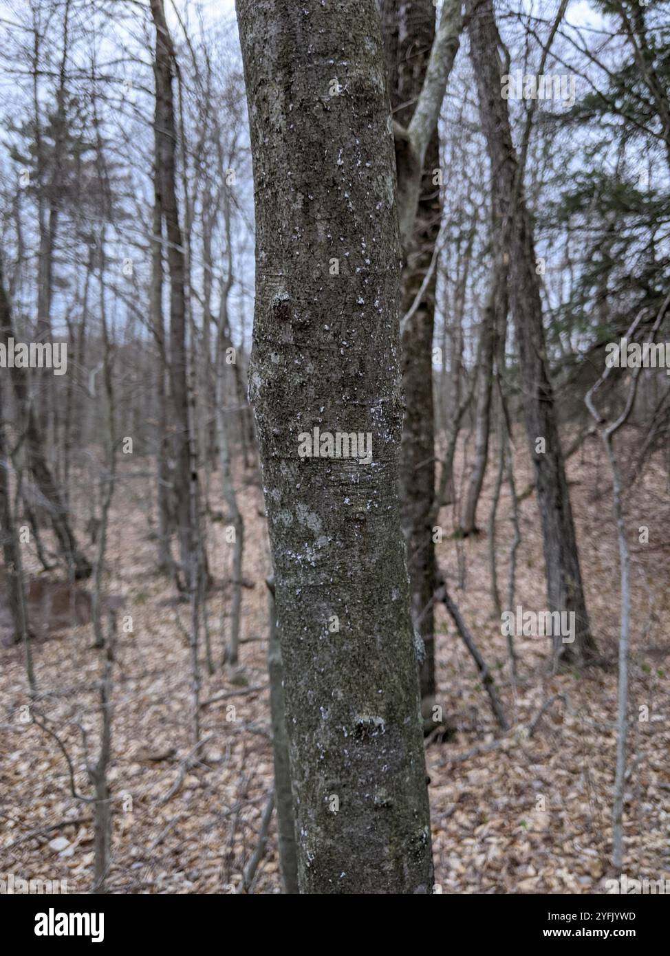 Beech Scale (Cryptococcus fagisuga Stock Photo - Alamy
