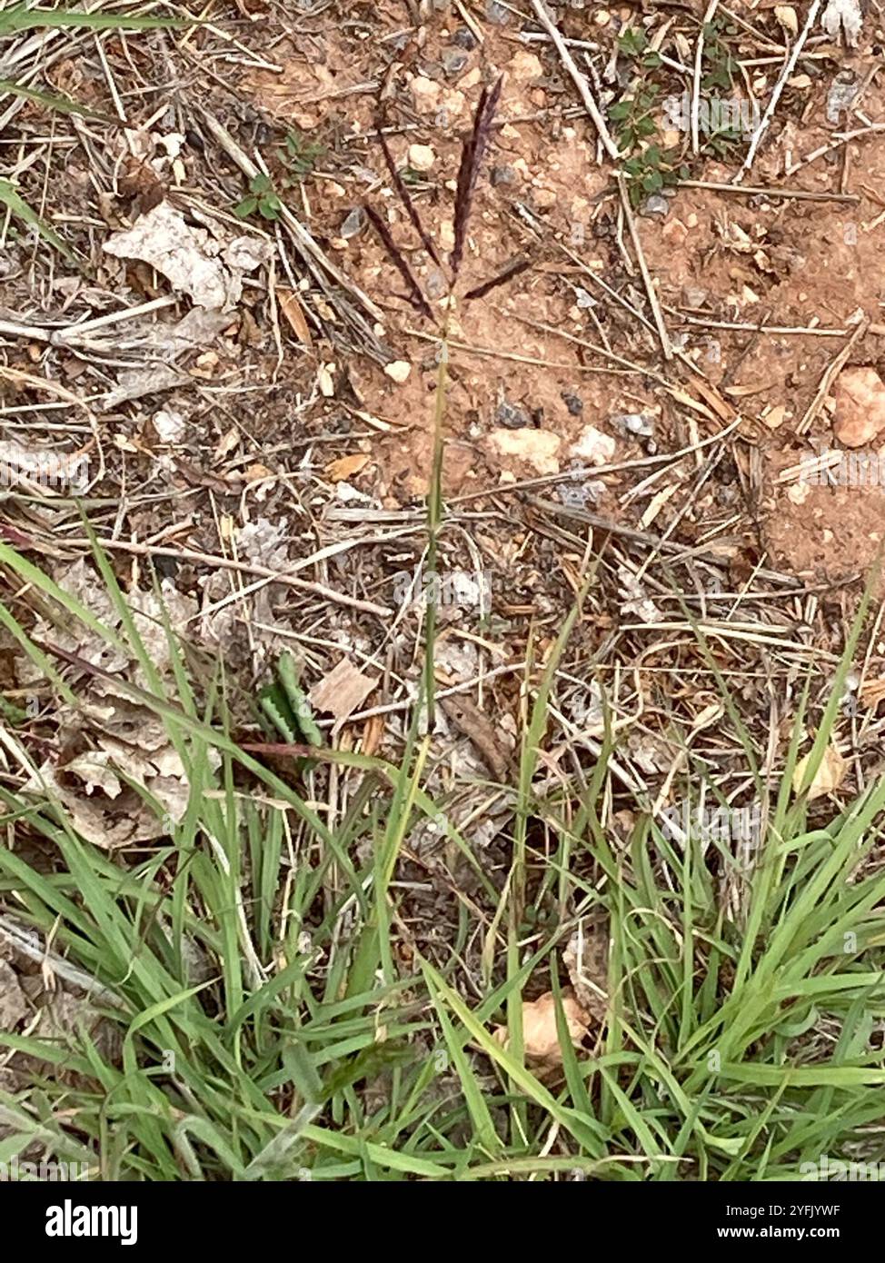 King Ranch bluestem (Bothriochloa ischaemum Stock Photo - Alamy
