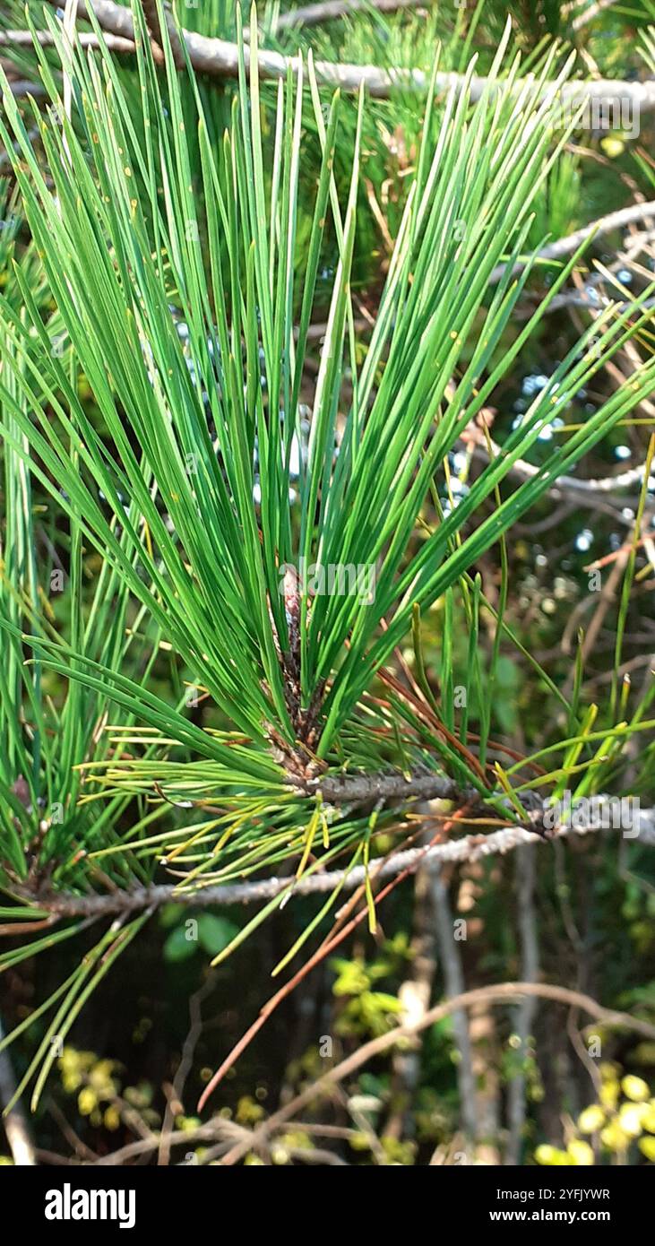 Monterey pine (Pinus radiata Stock Photo - Alamy