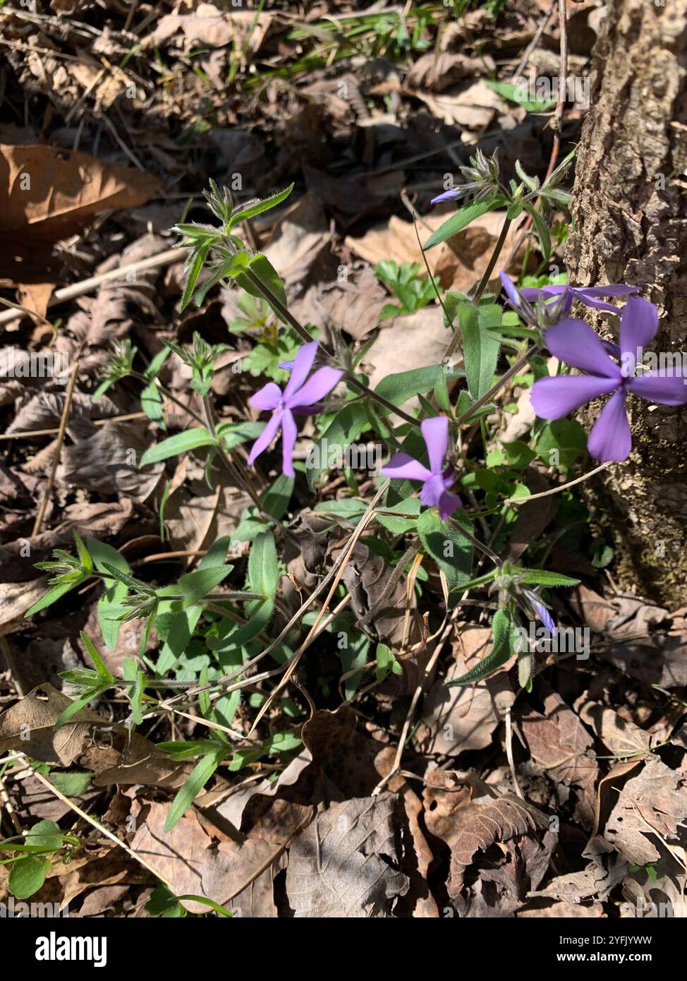 blue phlox (Phlox divaricata Stock Photo - Alamy