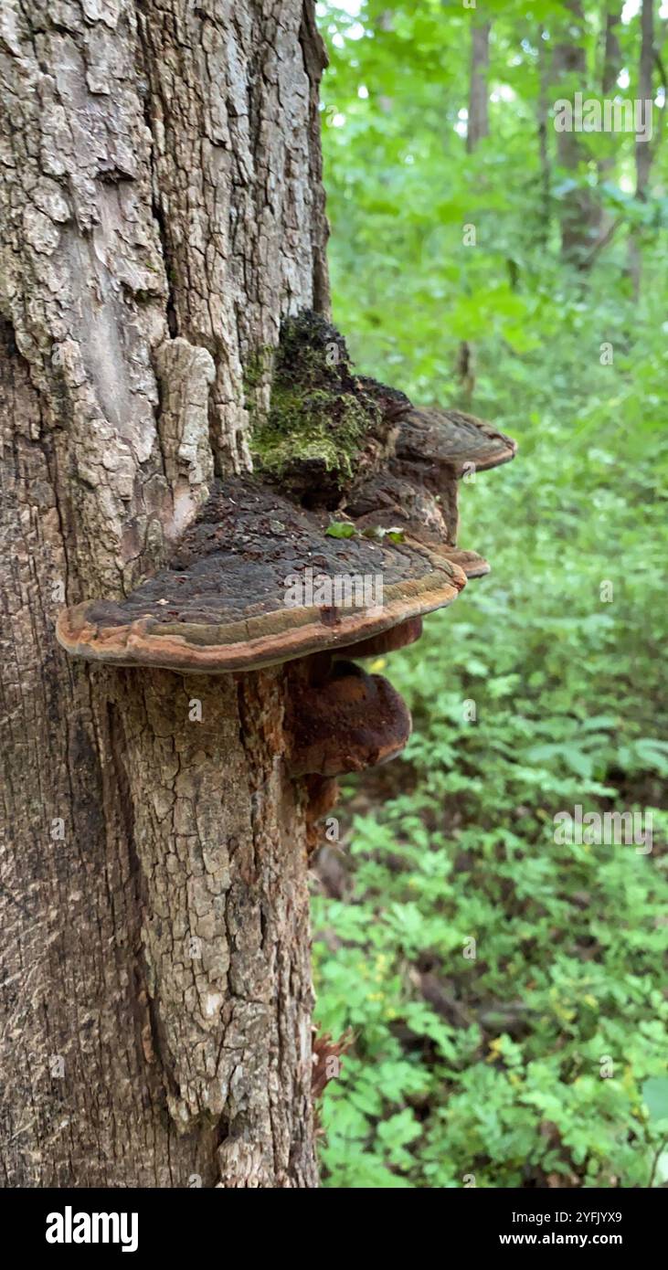 Cracked Cap Polypore (Fulvifomes robiniae Stock Photo - Alamy