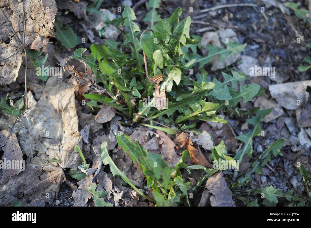common dandelion (Taraxacum officinale Stock Photo - Alamy