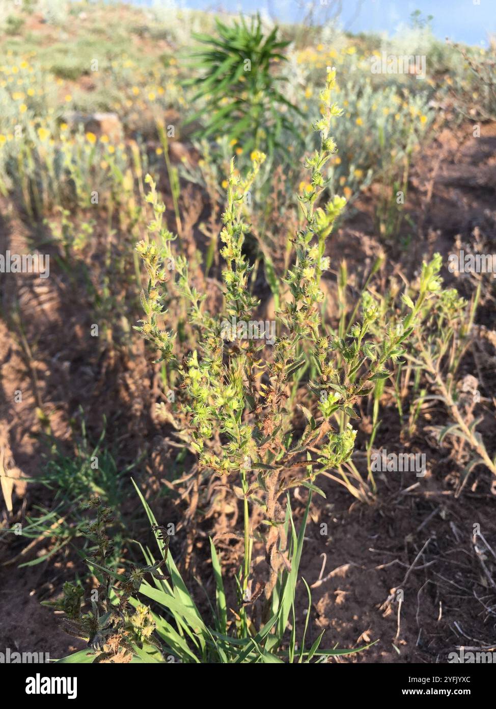 Flatspine Stickseed (Lappula occidentalis Stock Photo - Alamy