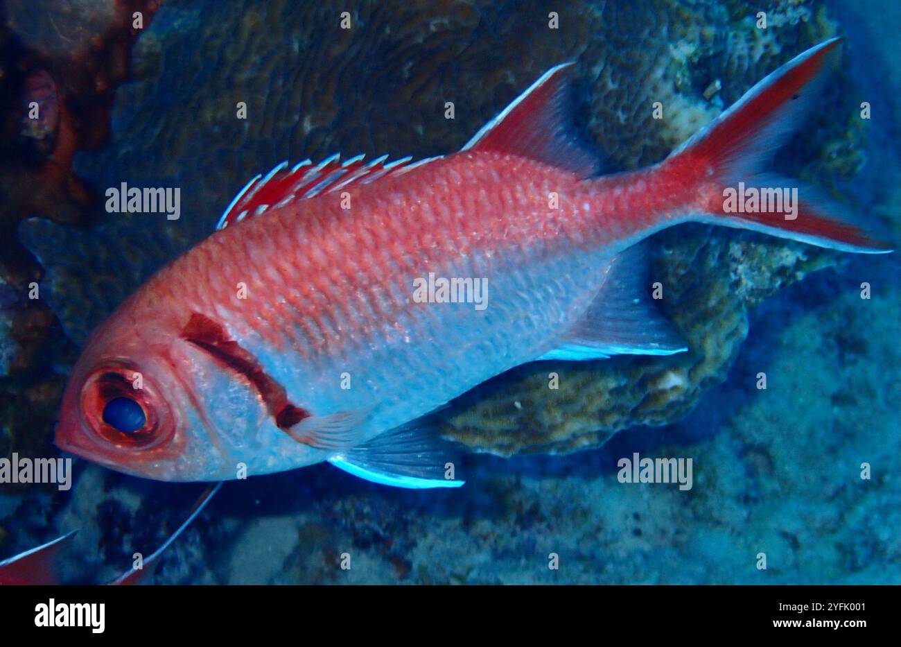 Blackbar Soldierfish (Myripristis jacobus Stock Photo - Alamy