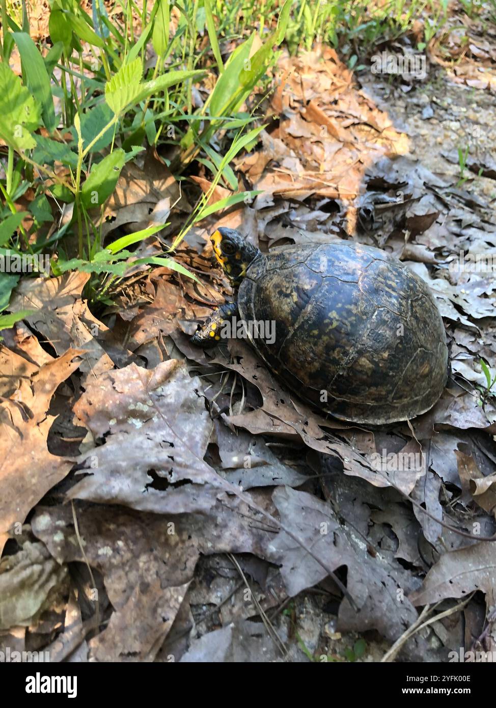 Three-toed Box Turtle (Terrapene triunguis Stock Photo - Alamy