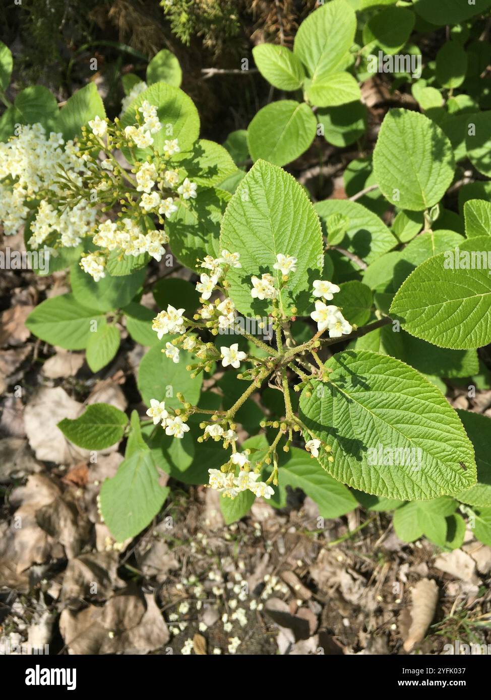 Wayfaring-tree (Viburnum lantana Stock Photo - Alamy