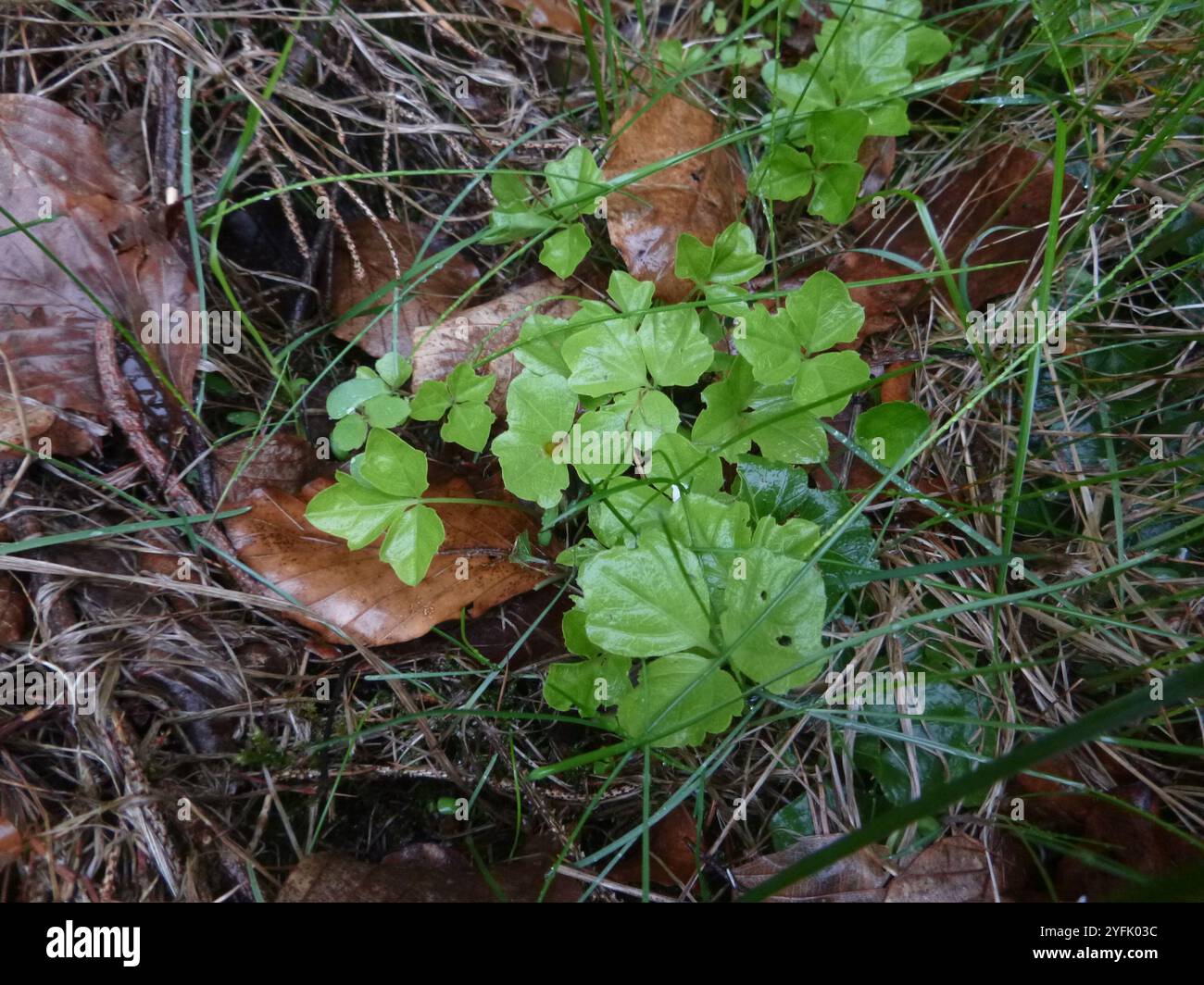 Trefoil Cress (Cardamine trifolia Stock Photo - Alamy