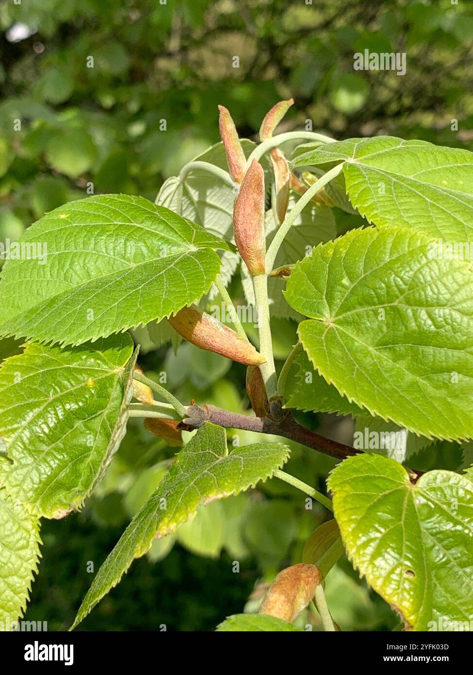 Silver Lime (Tilia tomentosa Stock Photo - Alamy
