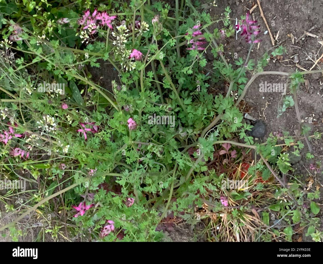 Common Fumitory (Fumaria officinalis Stock Photo - Alamy