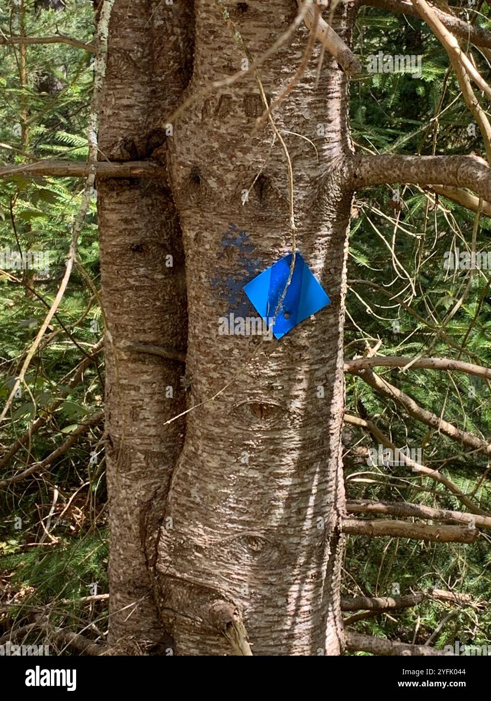 red spruce (Picea rubens Stock Photo - Alamy