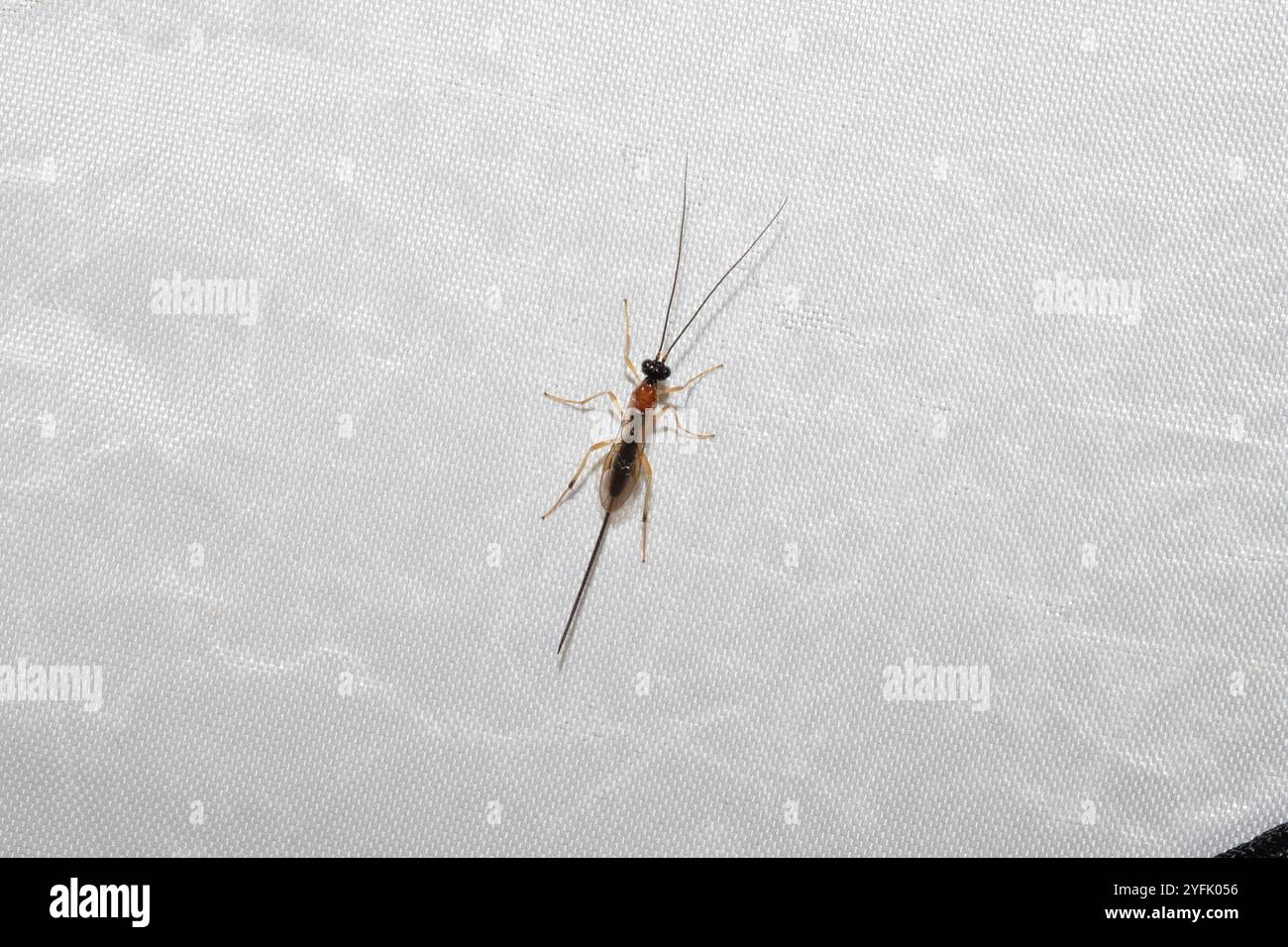 Ichneumonid and Braconid Wasps (Ichneumonoidea Stock Photo - Alamy