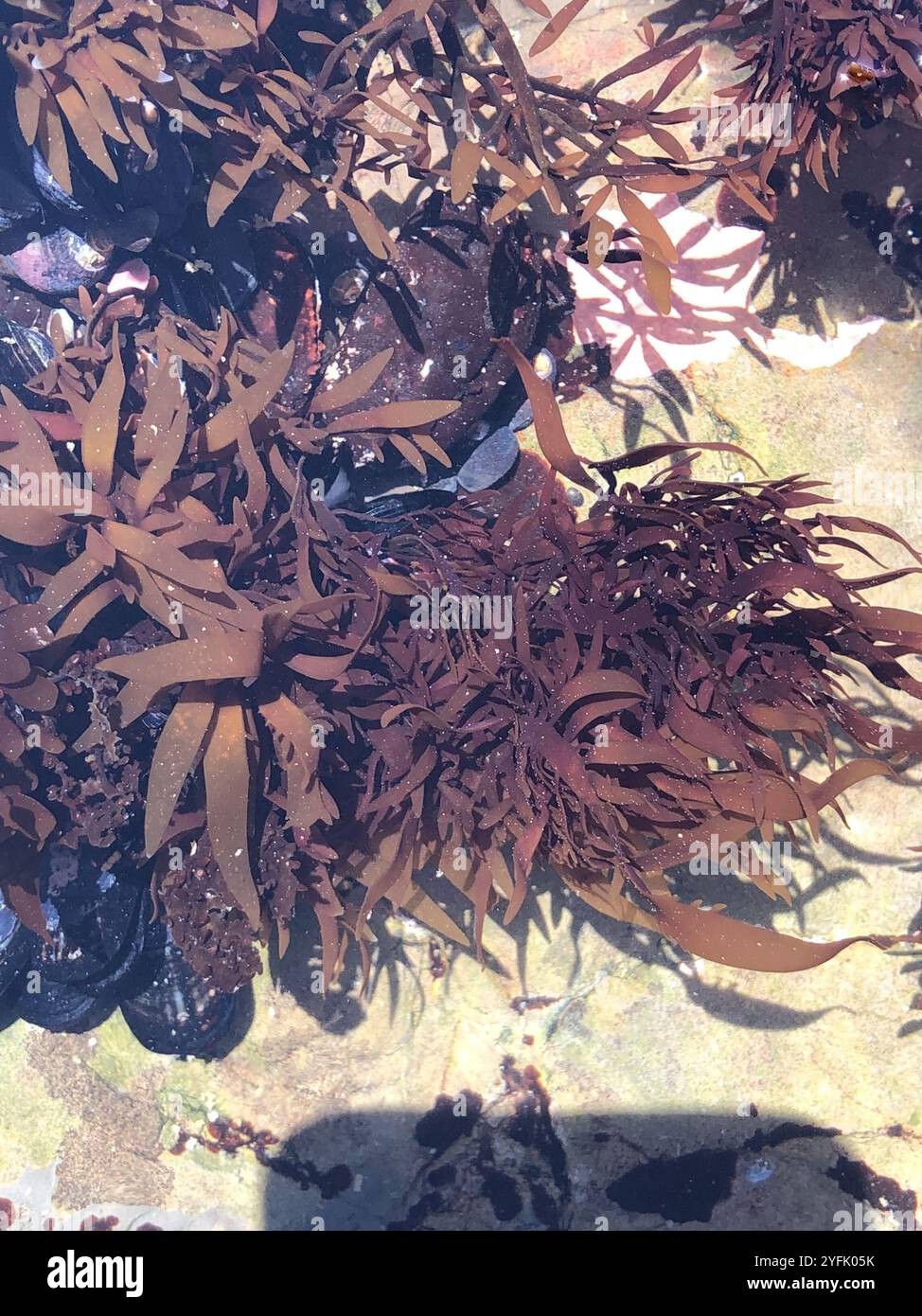 Bleach Weed (Prionitis sternbergii Stock Photo - Alamy