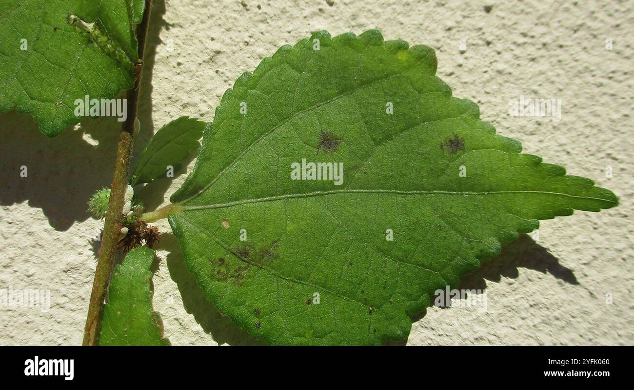Chinese Bur (Triumfetta rhomboidea Stock Photo - Alamy