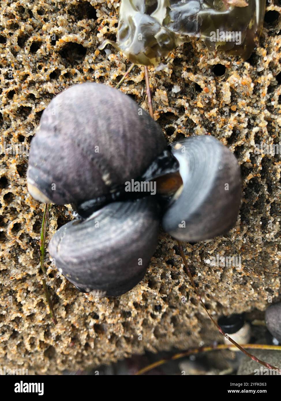 Black Tegula (Tegula funebralis Stock Photo - Alamy